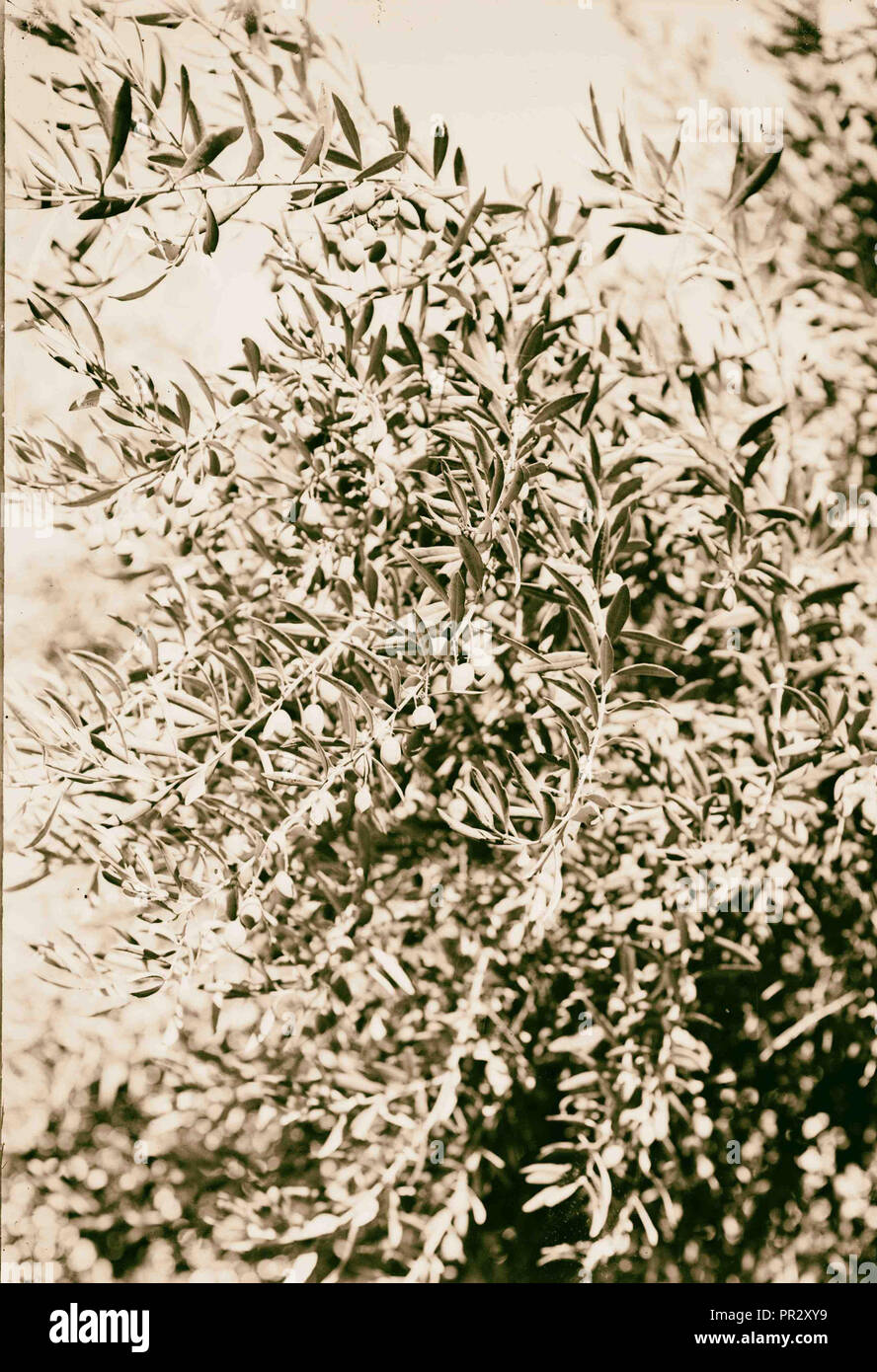 Olive tree israel palestine hi-res stock photography and images - Alamy