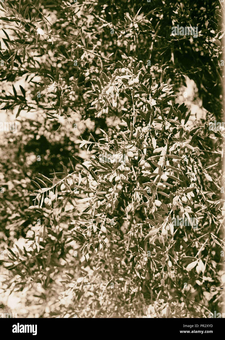 Branches of the olive tree hi-res stock photography and images - Alamy