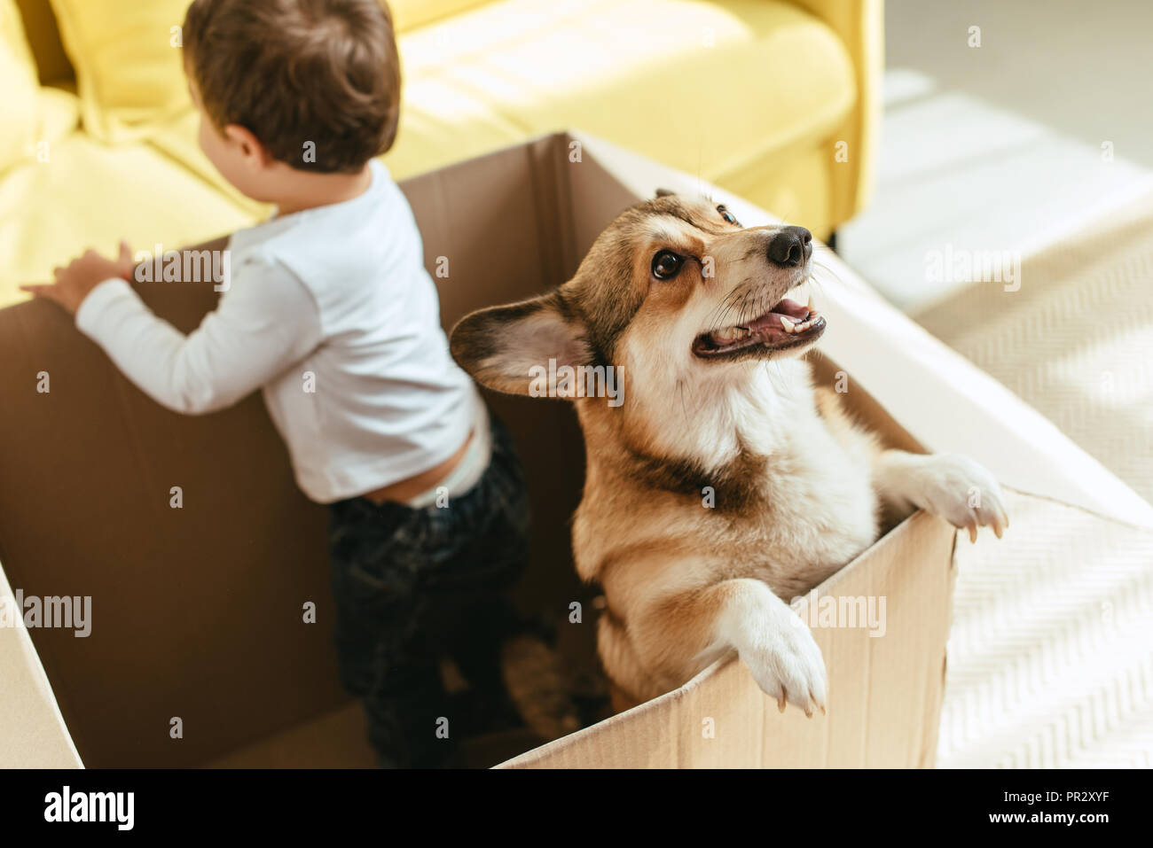 boy playing with welsh corgi dog in cardboard box Stock Photo - Alamy