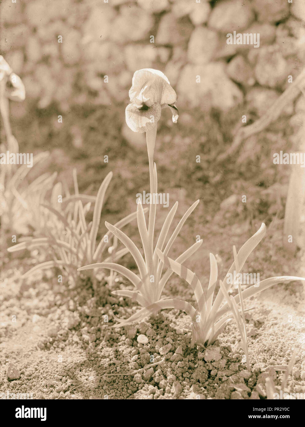 Palestine / Eric Matson. 1935 Stock Photo - Alamy
