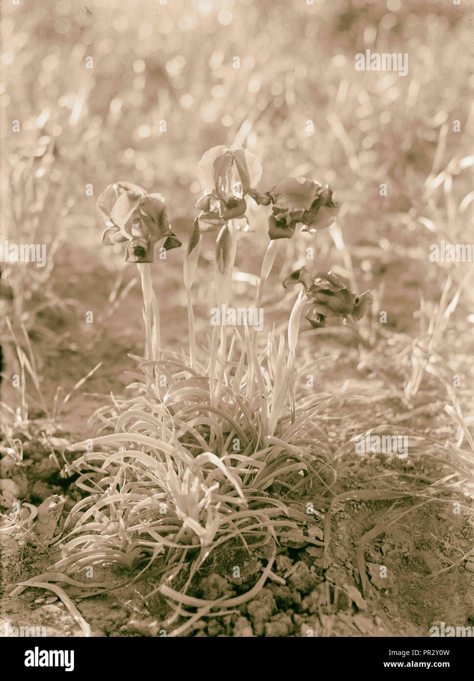 Flowers, Palestine / Eric Matson. 1935 Stock Photo - Alamy