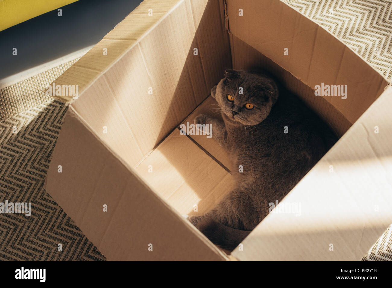 cute fluffy scottish fold cat in cardboard box Stock Photo - Alamy