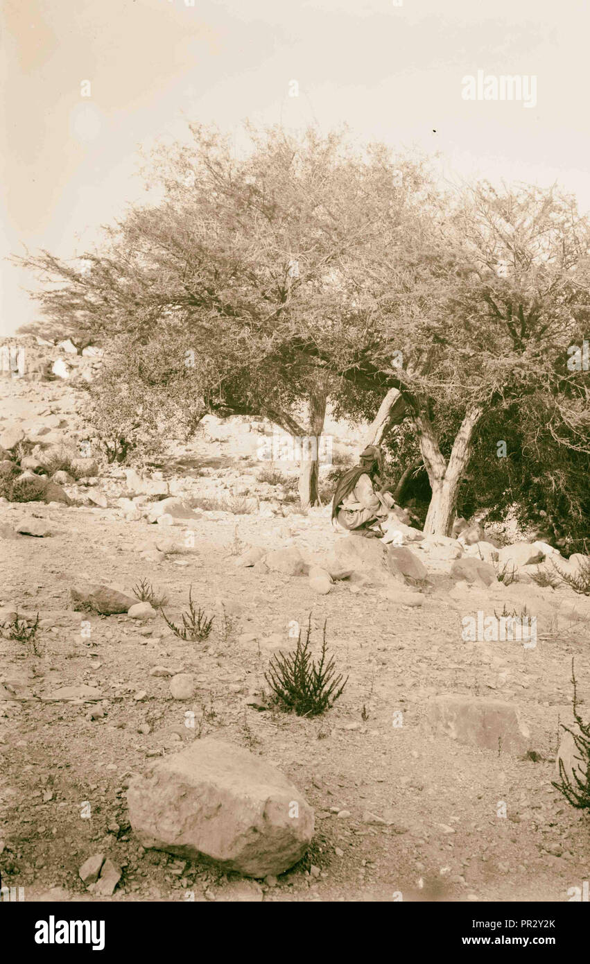 Trees 1898, Middle East, Israel and/or Palestine Stock Photo - Alamy