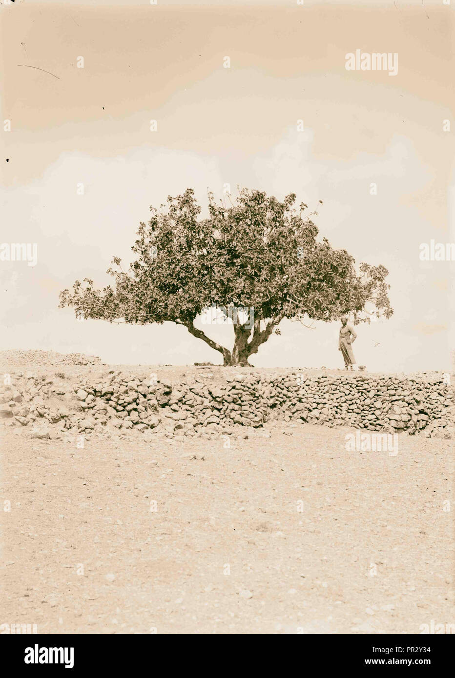 Trees. 1898, Middle East, Israel and/or Palestine Stock Photo - Alamy