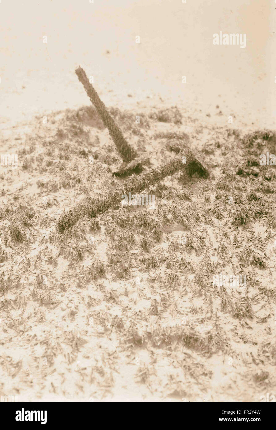 The locust plague. 1898, Middle East, Israel and/or Palestine Stock ...