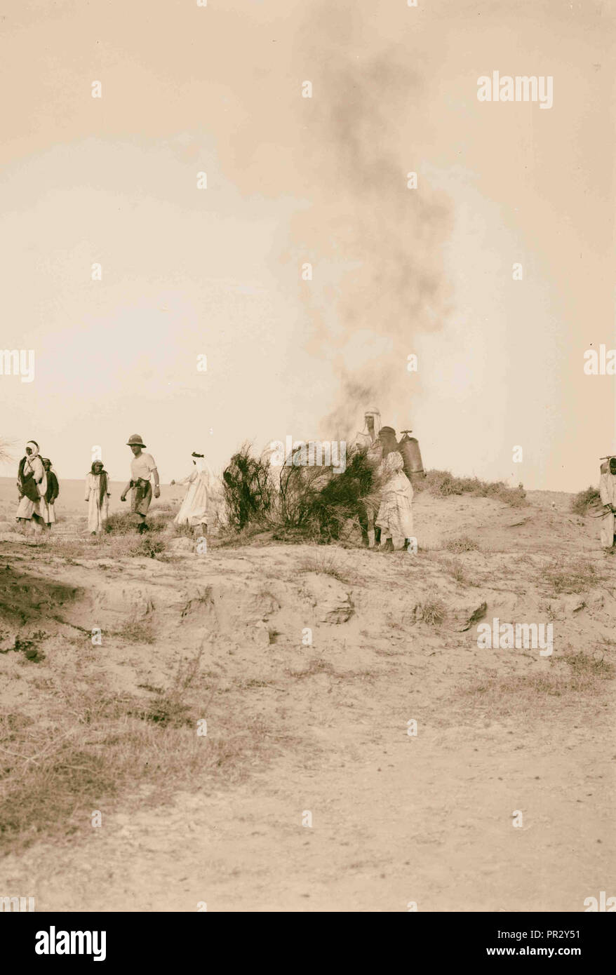 Burning locust. 1898, Middle East, Israel and/or Palestine Stock Photo ...