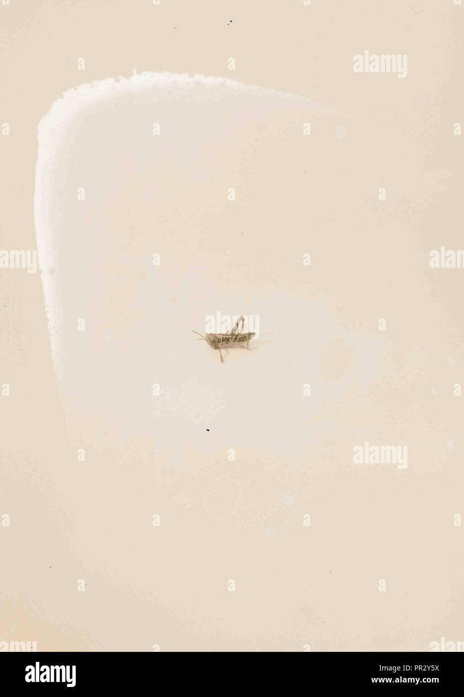 What is a locust hi-res stock photography and images - Alamy