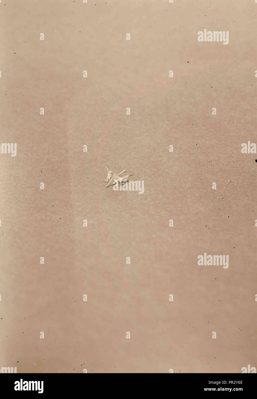 What is a locust hi-res stock photography and images - Alamy