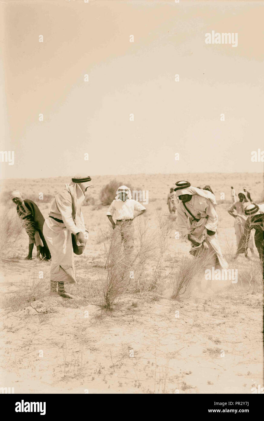 Locust plague. 1898, Middle East, Israel and/or Palestine Stock Photo ...