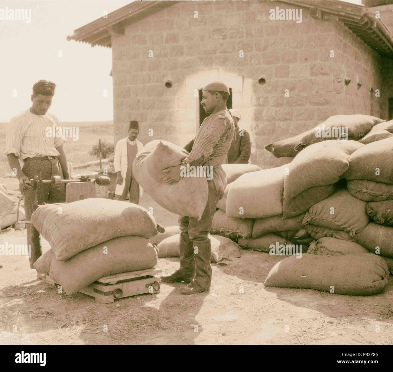 Locust plague. 1898, Middle East, Israel and/or Palestine Stock Photo ...