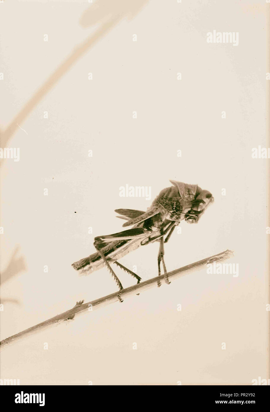 Moulting locust. 1898, Middle East, Israel and/or Palestine Stock Photo ...
