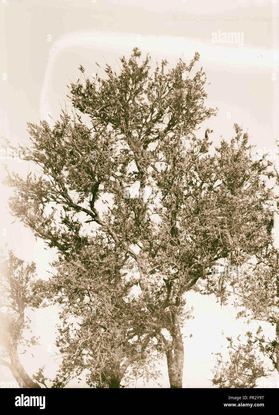Tree during locust plague. 1898, Middle East, Israel and/or Palestine ...