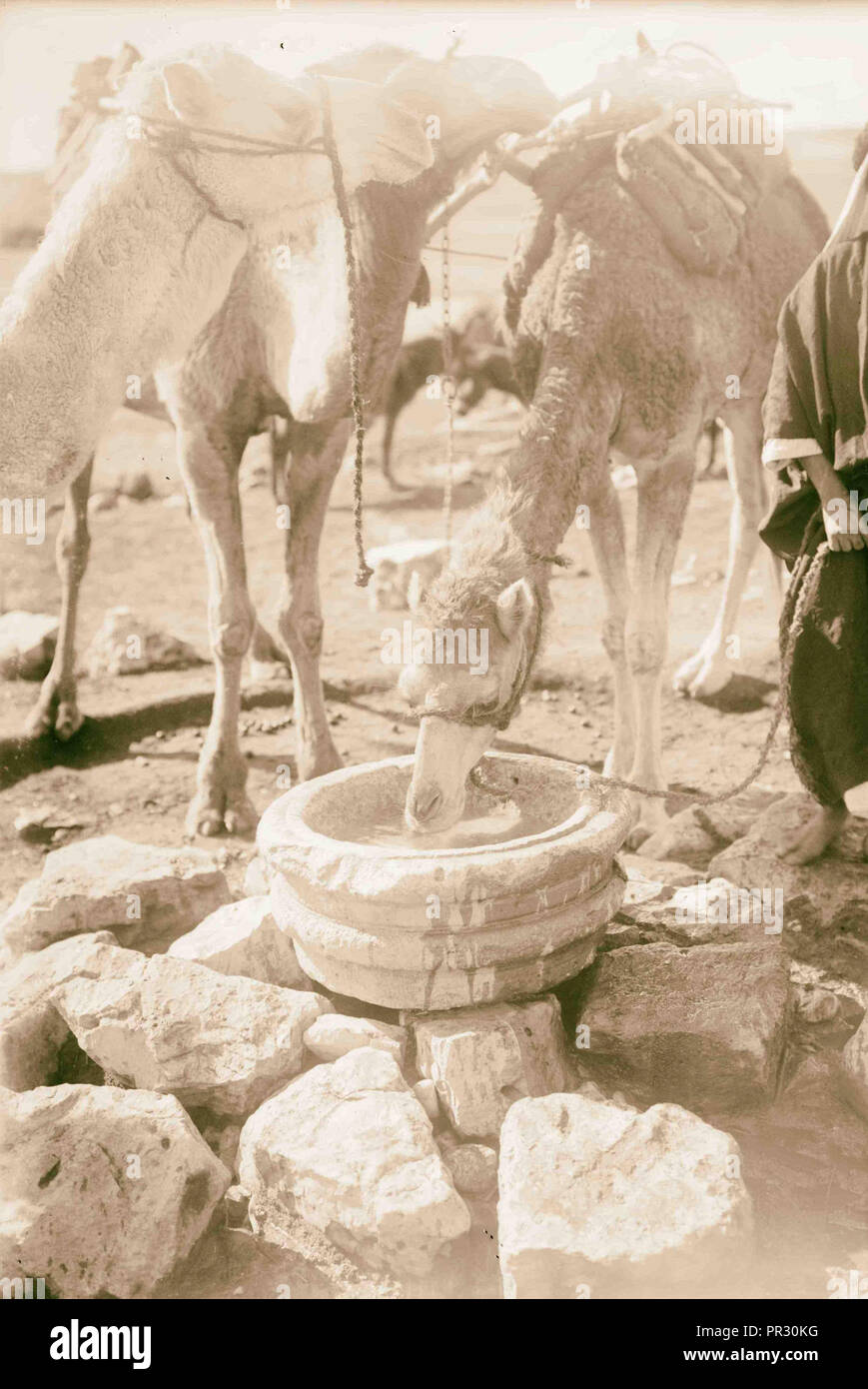 Camel giving hi-res stock photography and images - Alamy