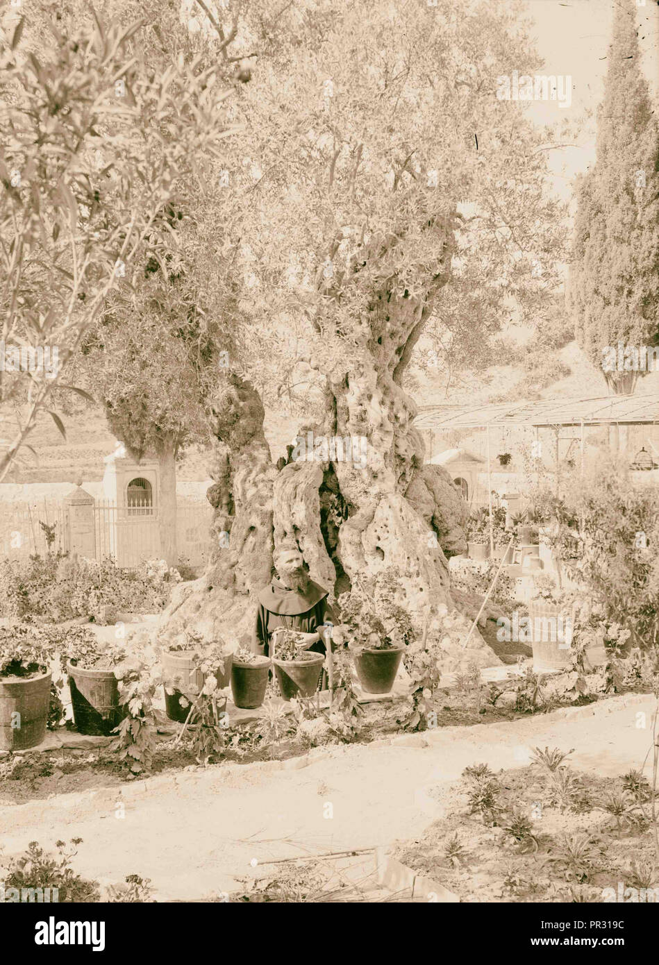 Old Olive tree in Gethsemane. 1900, Jerusalem, Israel Stock Photo - Alamy