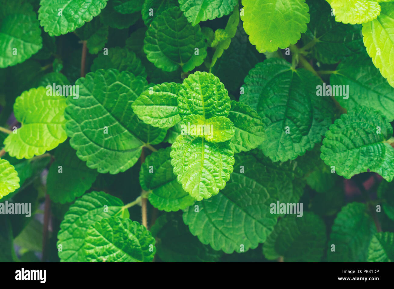 green herbs leaf Stock Photo - Alamy