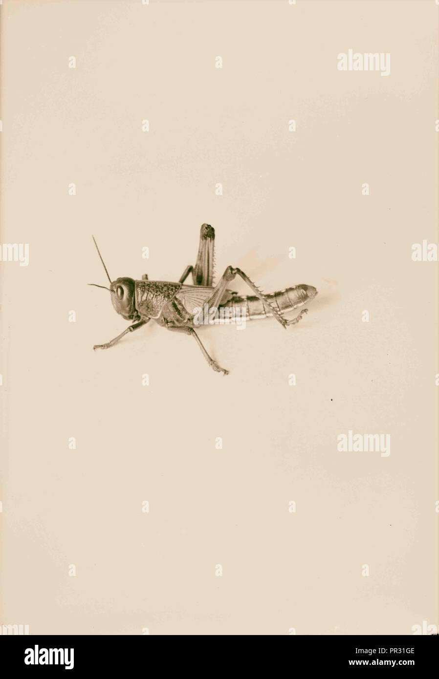 The terrible plague of locusts in Palestine, March-June 1915. The ...