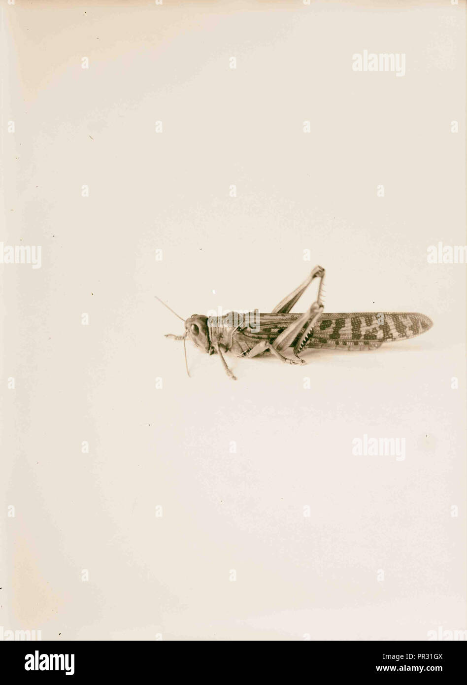 The terrible plague of locusts in Palestine, March-June 1915. The ...