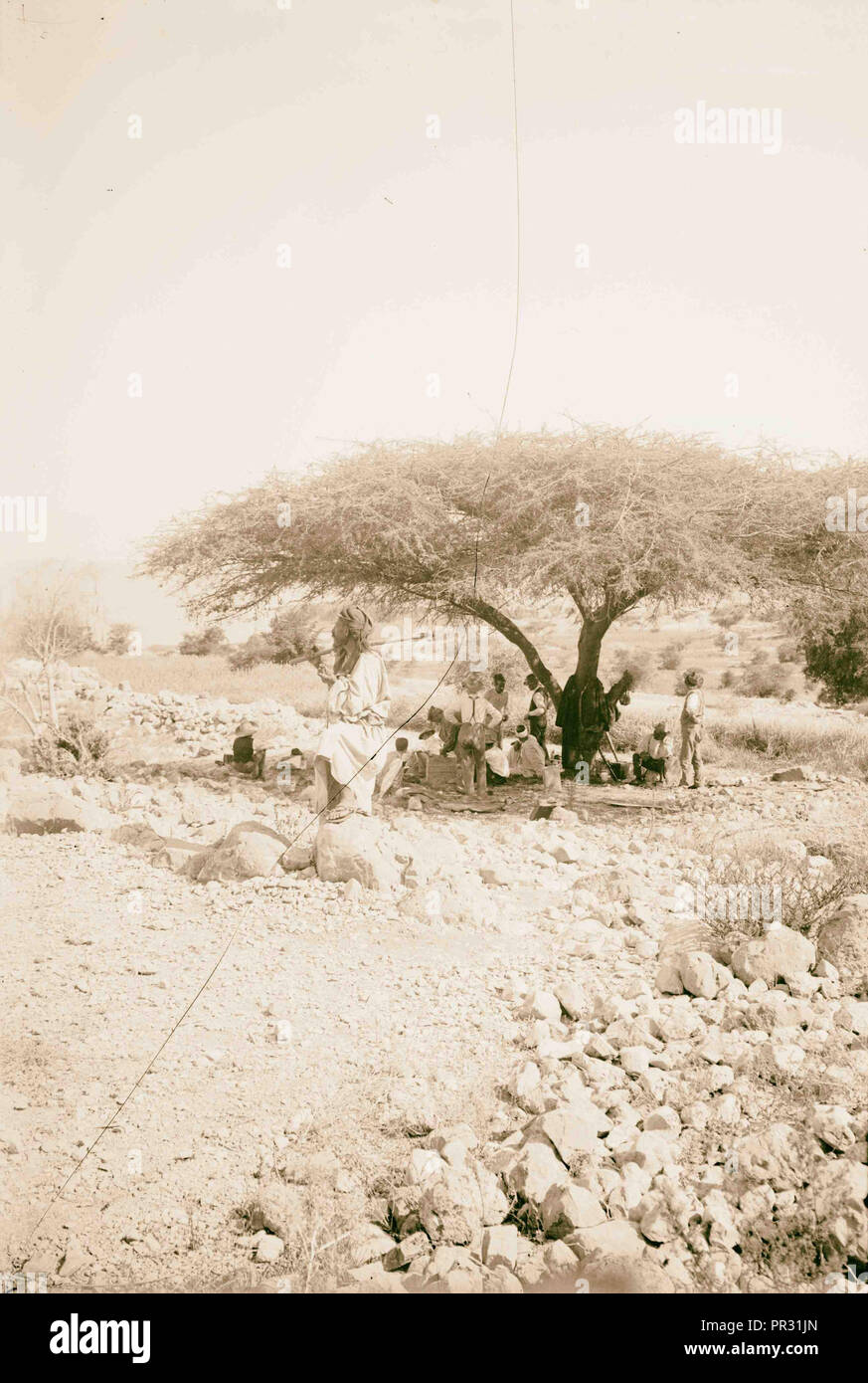 Of shittim hi-res stock photography and images - Alamy