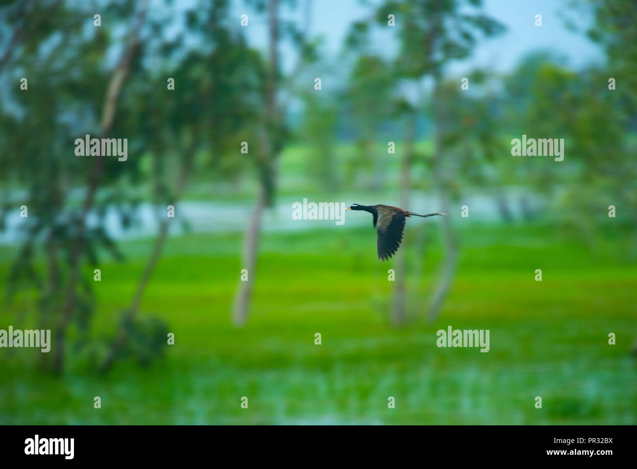 birds family flying over the lake Stock Photo - Alamy