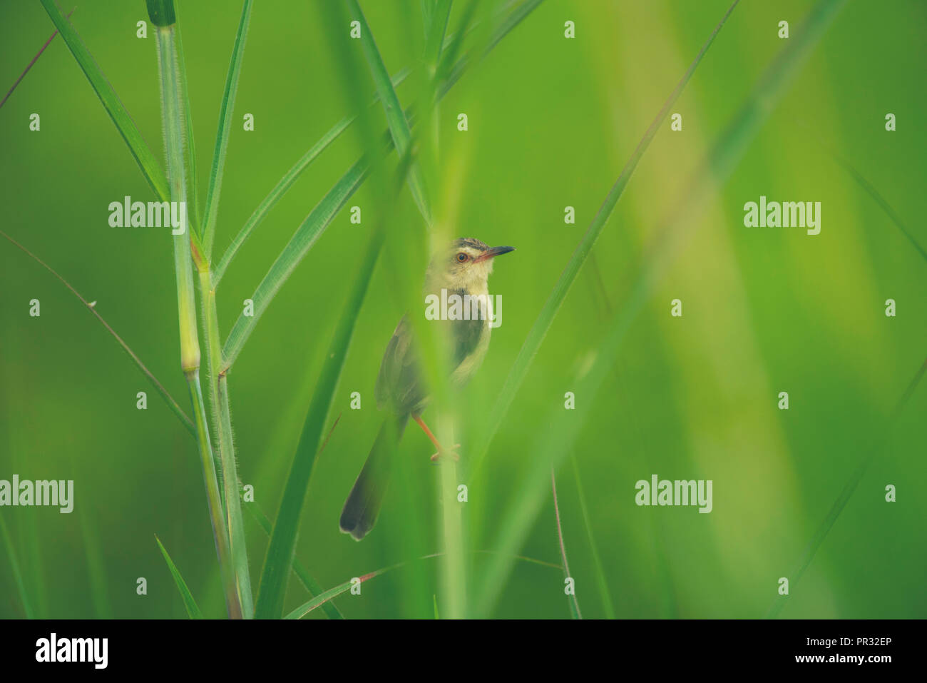 Plain Prinia bird. nature field Stock Photo - Alamy