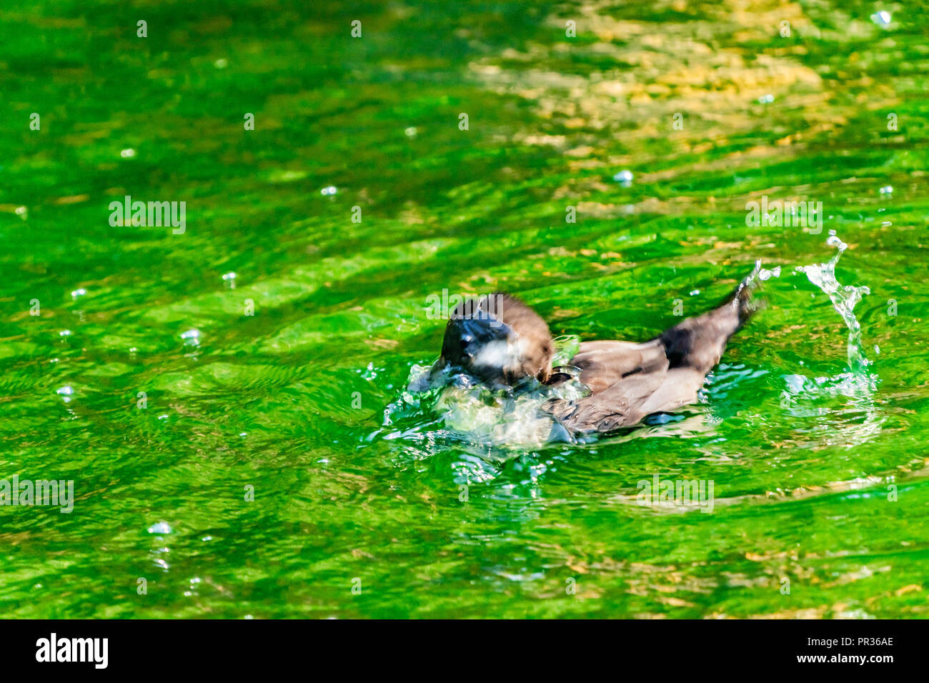 Gadwall Duck Duckling Juanita Bay Park Lake Washington Kirkland ...