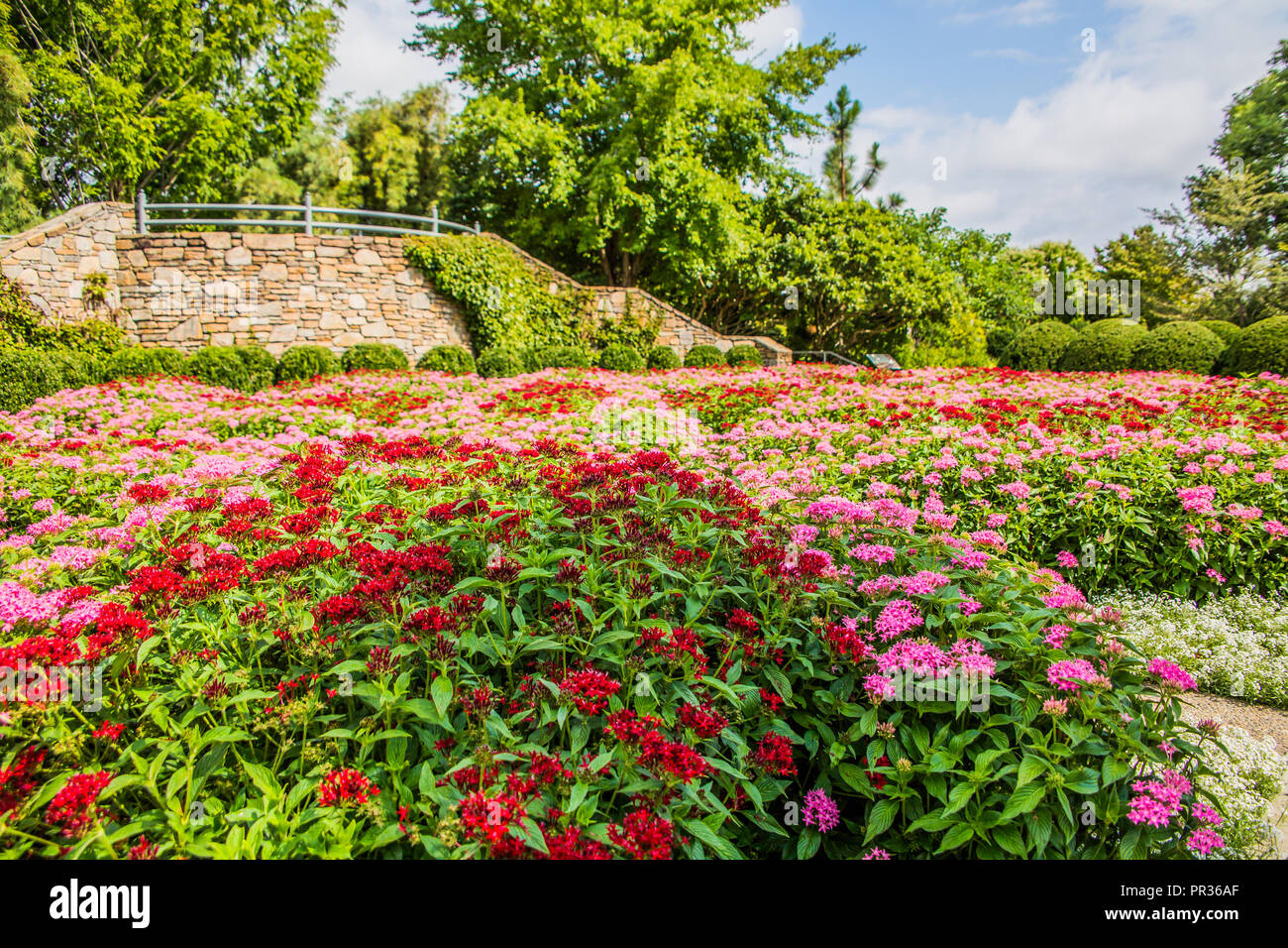Beautiful blooming flowers in hi-res stock photography and images - Alamy