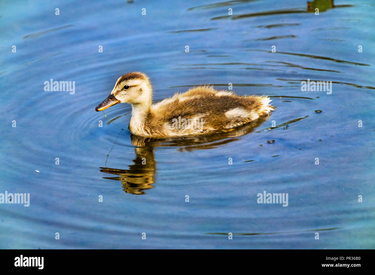 Gadwall Duck Duckling Juanita Bay Park Lake Washington Kirkland ...