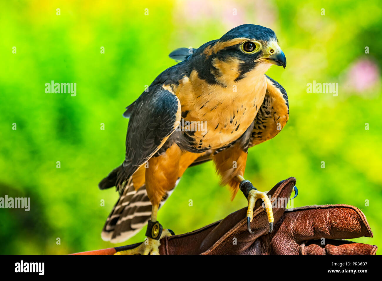 Peregrin falcon hi-res stock photography and images - Alamy