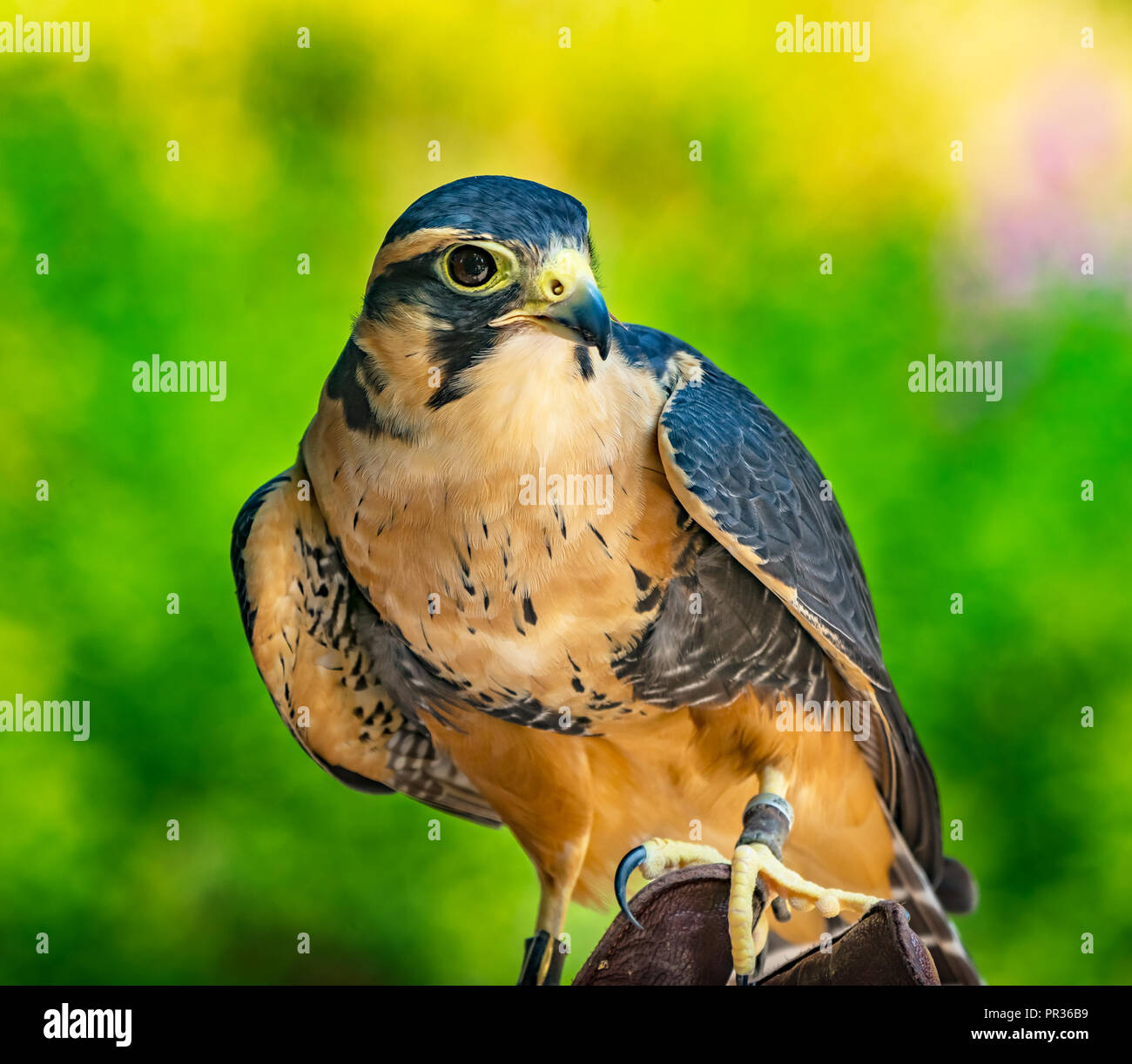 Peregine Falcon Falco Peregrinus Watching Stock Photo - Alamy