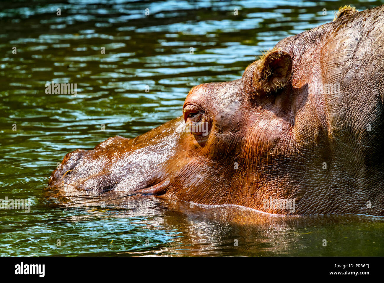 Hippopatamus amphibus hi-res stock photography and images - Alamy