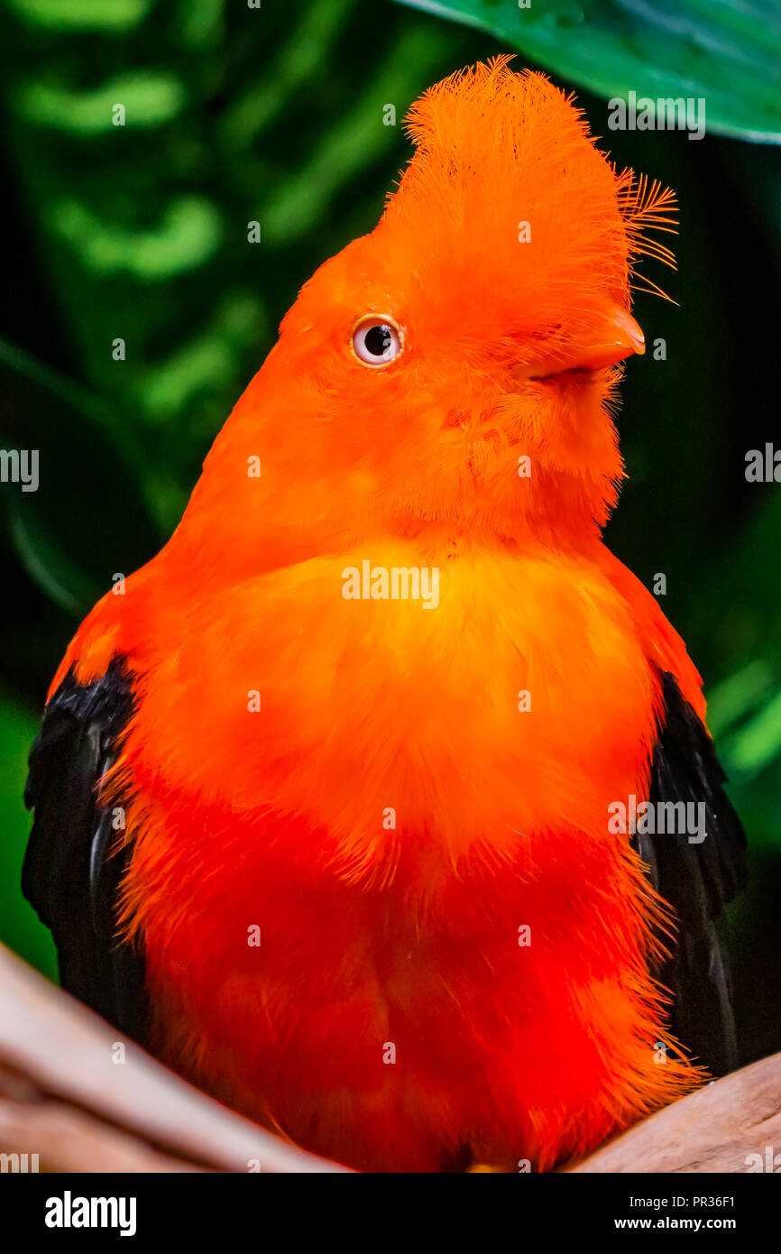 Orange Feathers Male Andean Cock of the Rock Bird Rupicola Peruvianus ...