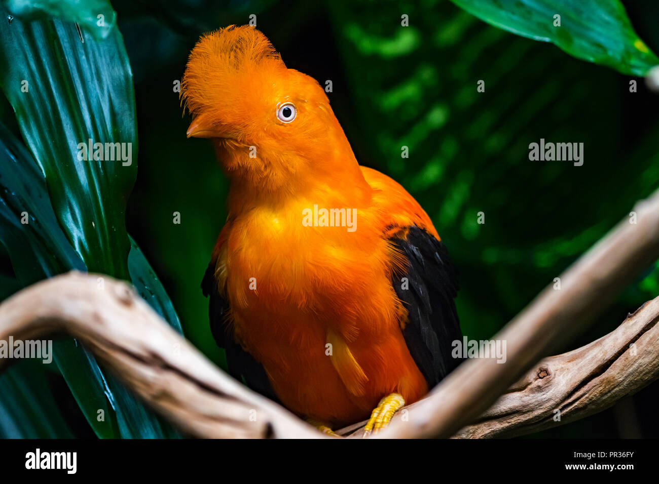 Orange Feathers Male Andean Cock of the Rock Bird Rupicola Peruvianus ...