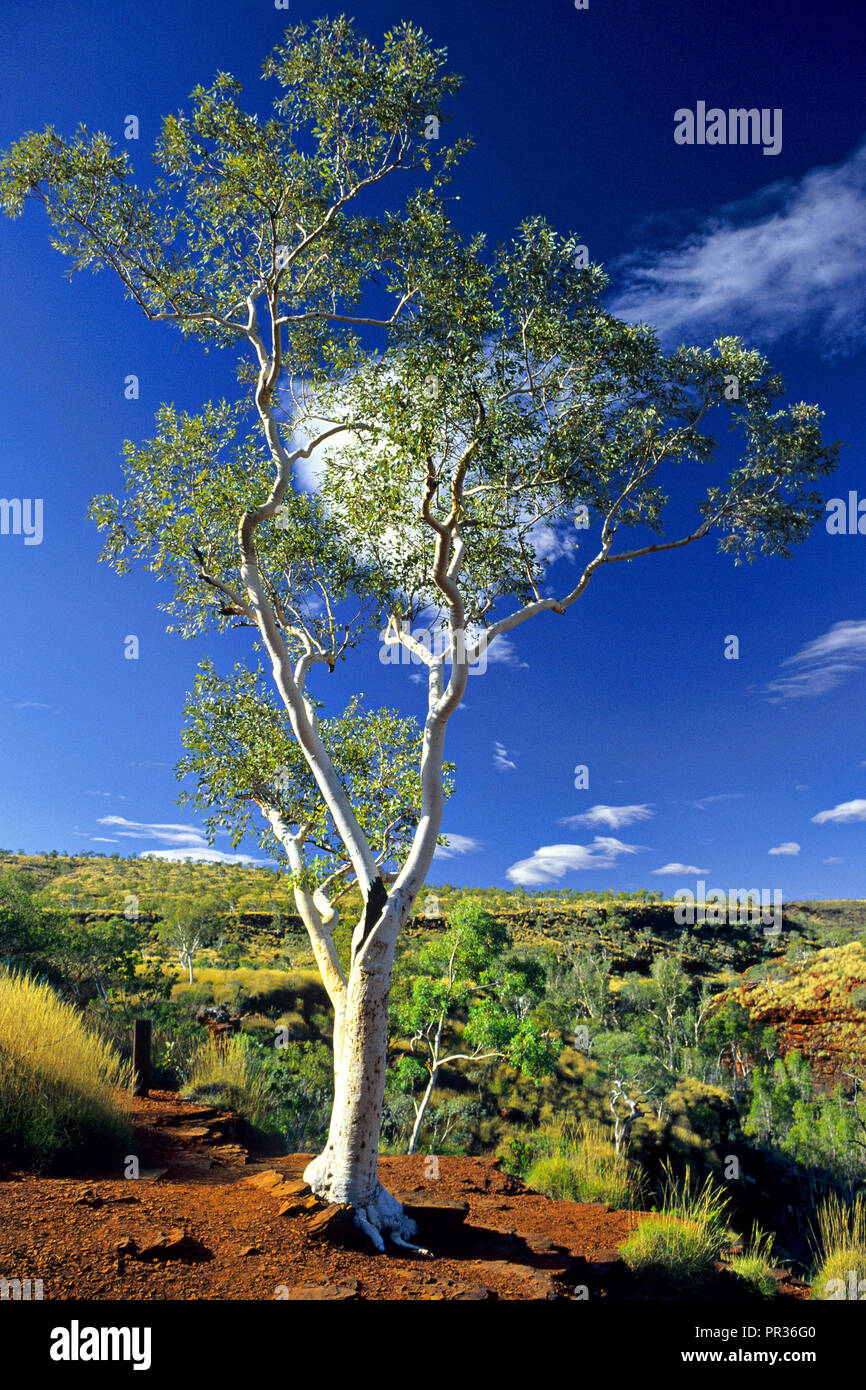 Eucalyptus Gum Tree, Pilbara, Northwest Australia Stock Photo - Alamy