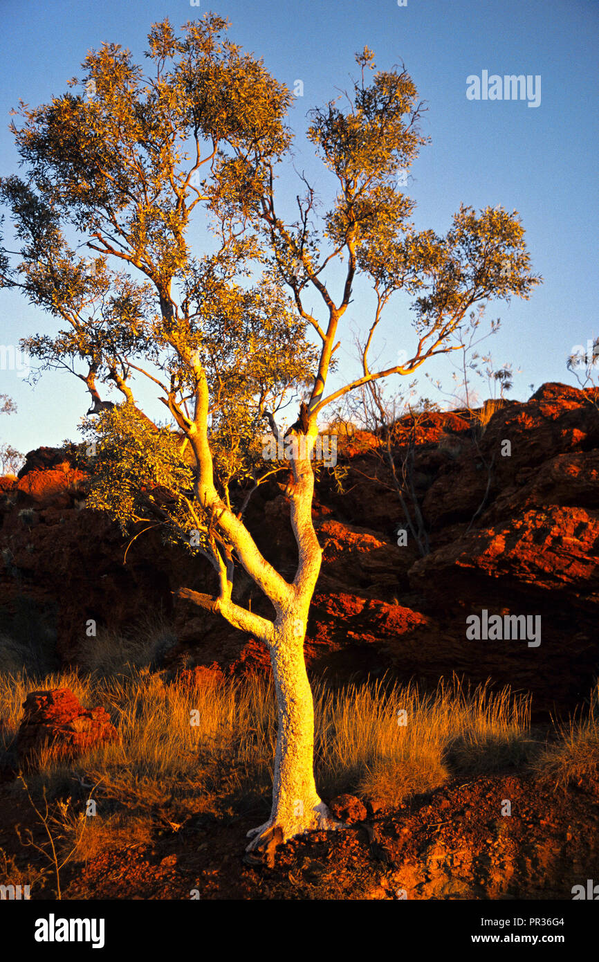 Eucalyptus Gum Tree, Pilbara, Northwest Australia Stock Photo - Alamy