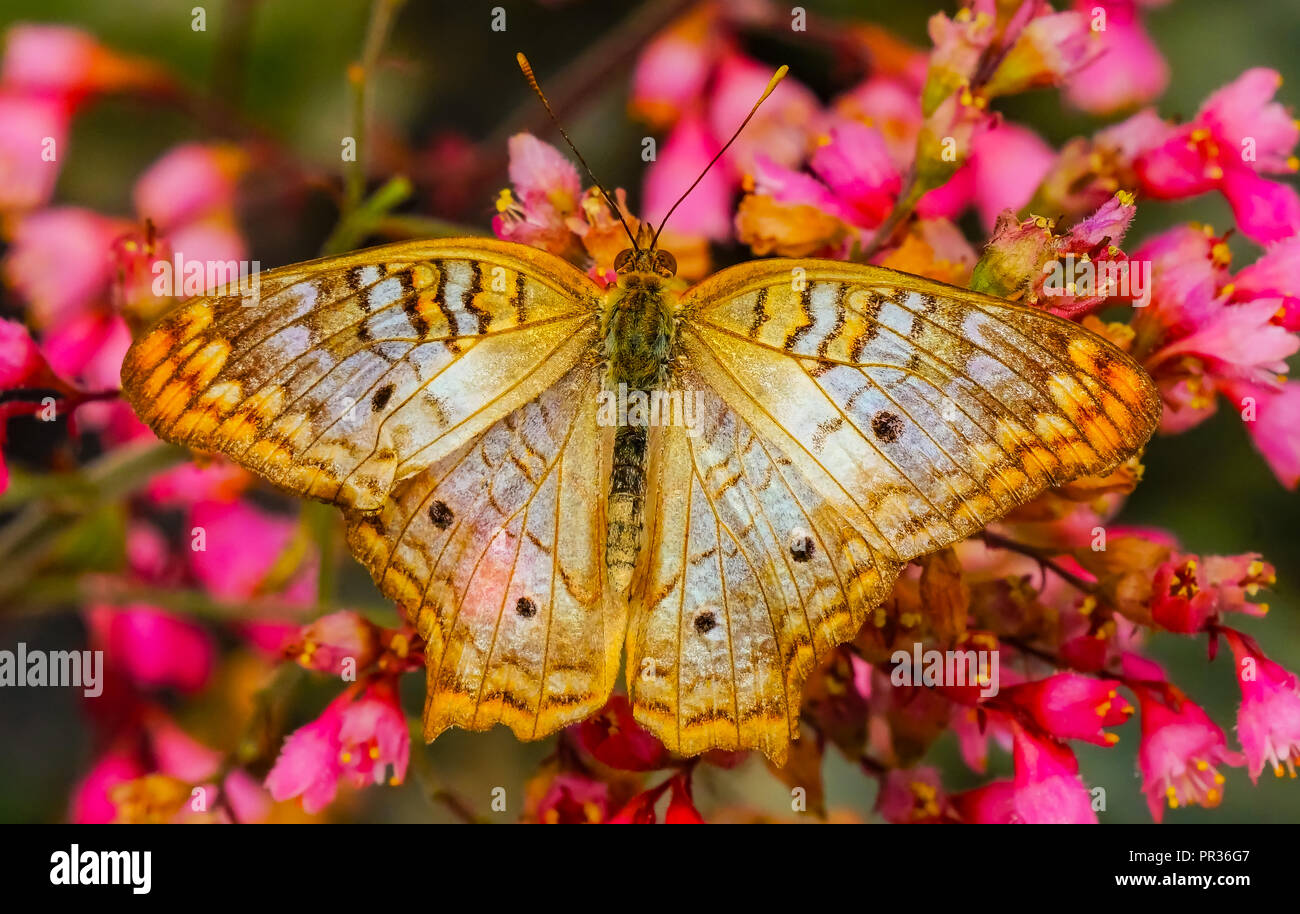 White Peacock Butterfly Anartia jastrophae Pink Flowers Seattle ...