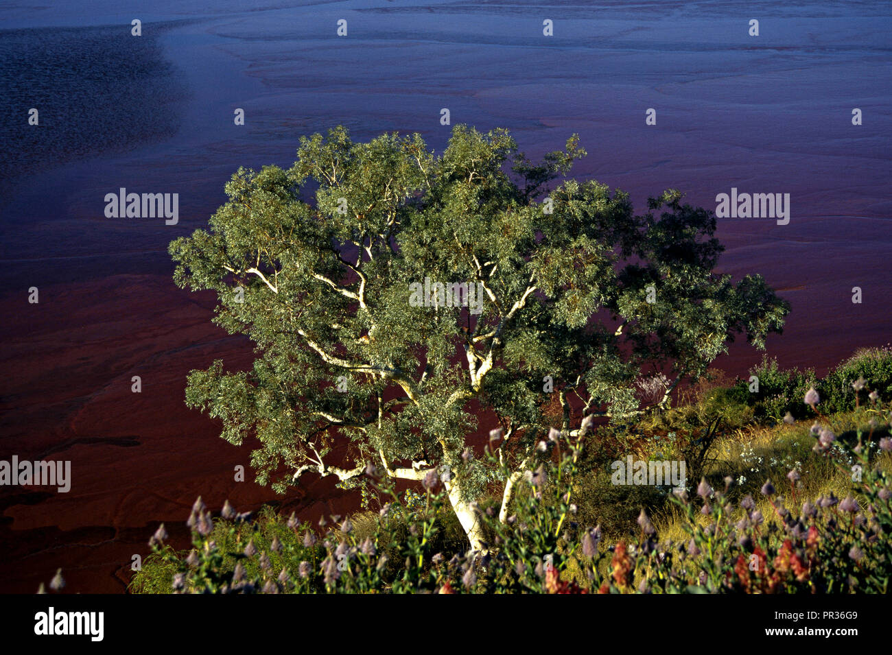 Eucalyptus Gum Tree and a Red Mud Lake, Pilbara, Northwest Australia ...