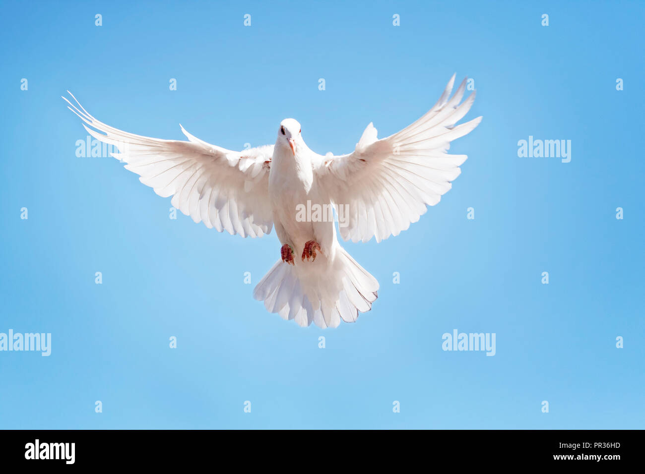 full body of white feather pigeon flying against clear blue sky Stock ...