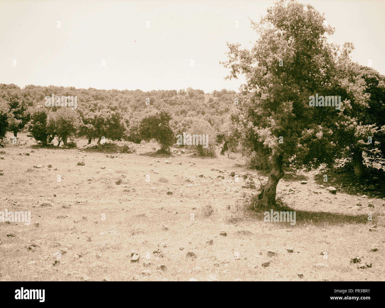 Jebel el-Druze & Hauran. Oak forest. South of Soueida. 1938, Syria ...