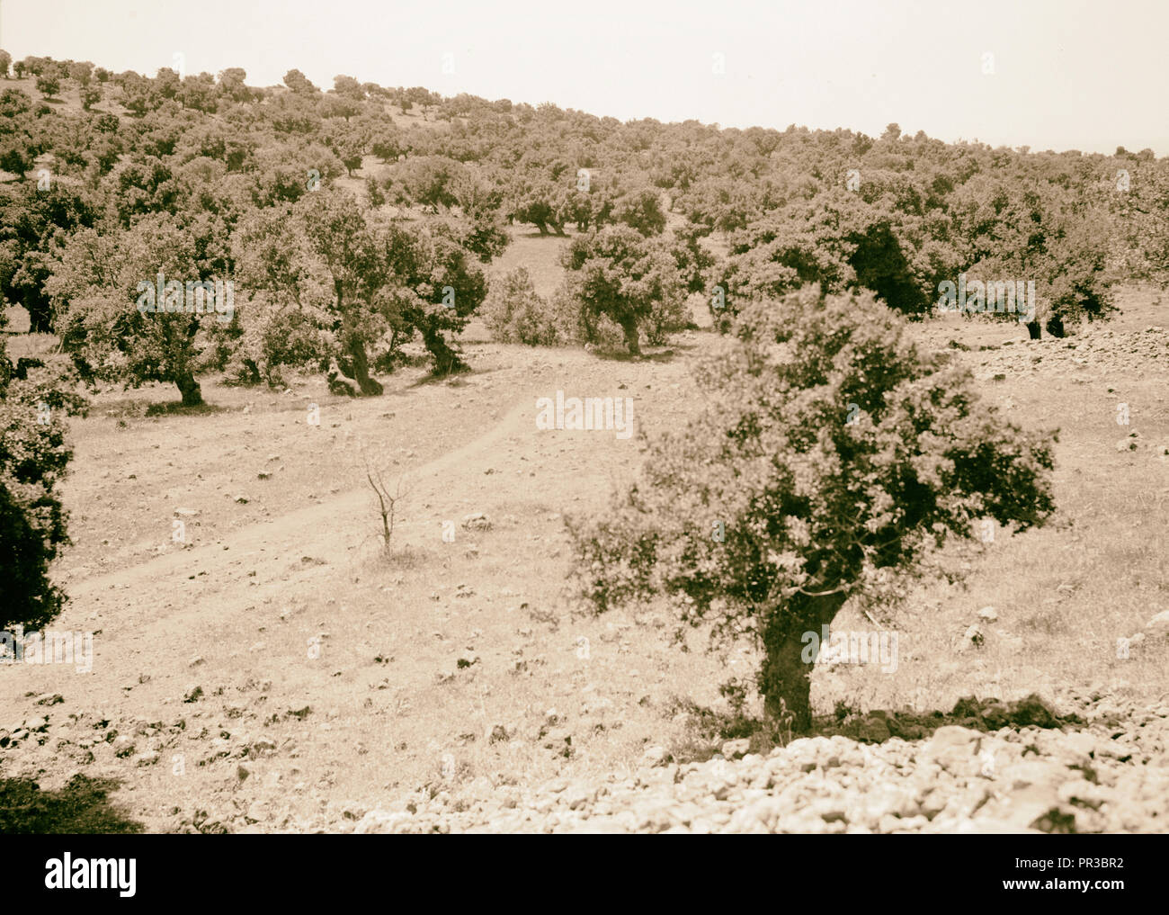 Jebel el-Druze & Hauran. Oak forest. South of Soueida. 1938, Syria ...