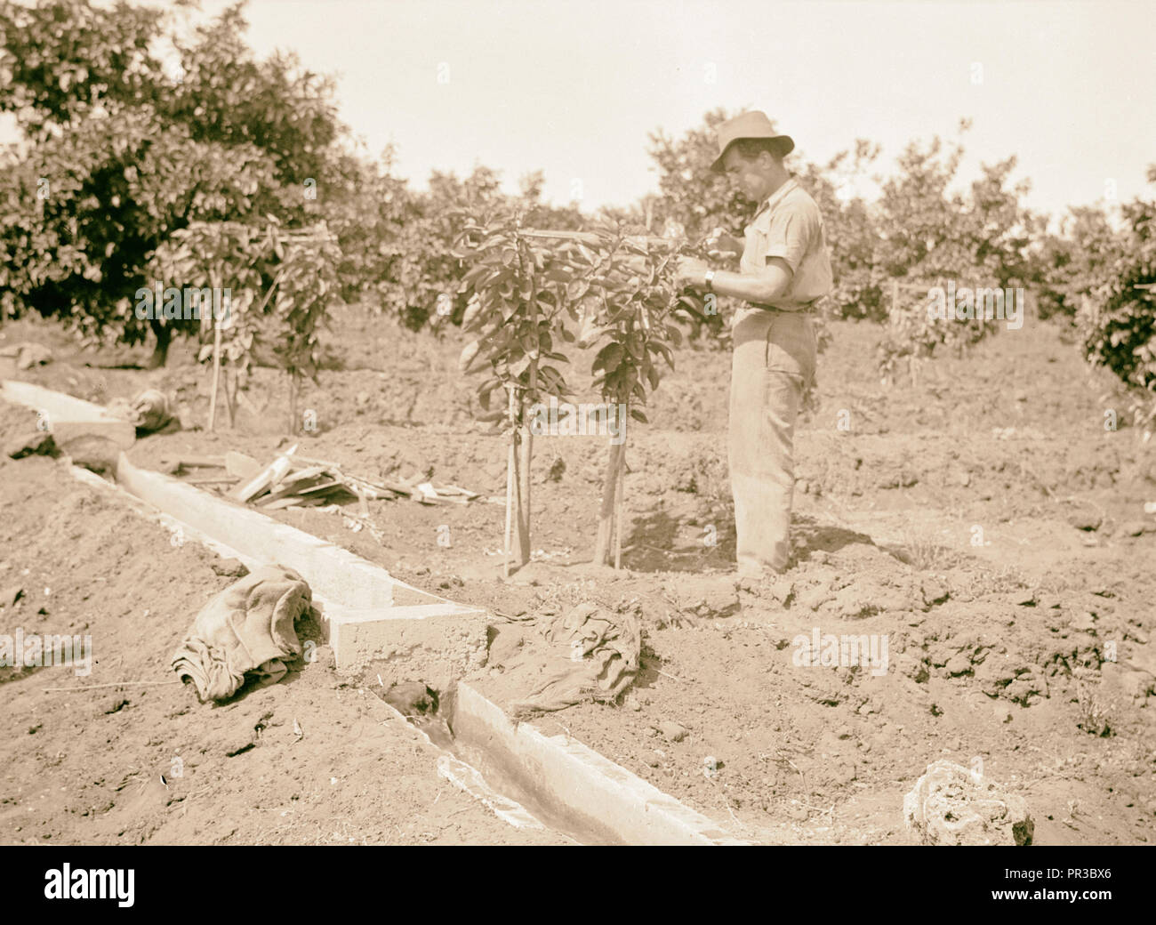 Orange culture at Richon-le-Zion. Pruning grafted orange trees (onto ...