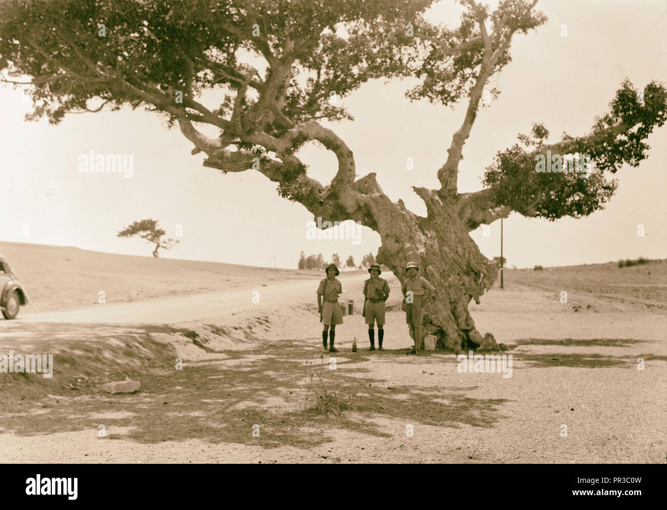 Al majdal hi-res stock photography and images - Alamy