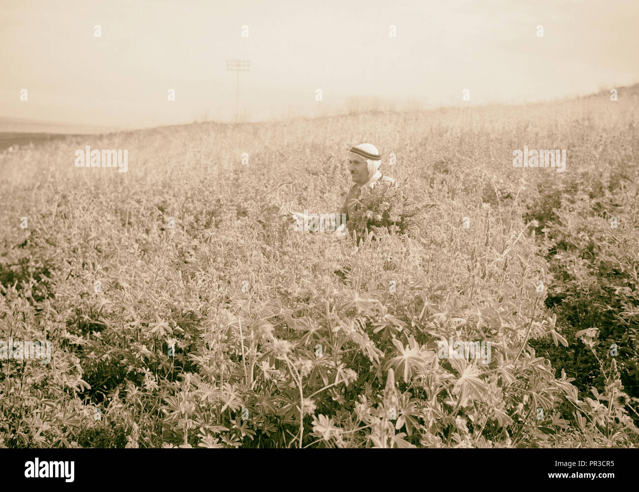 Native in patch of lupins in Galilee. 1940, Israel Stock Photo - Alamy