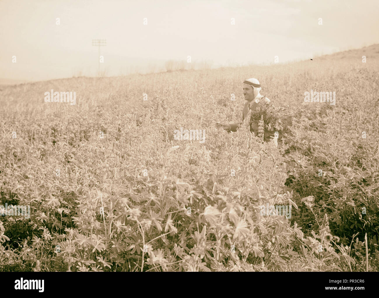 Native in patch of lupins in Galilee. 1940, Israel Stock Photo - Alamy