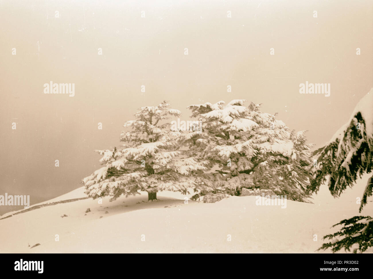 Cedars. Fog scene in the snowbound cedar grove. 1946, Lebanon Stock ...