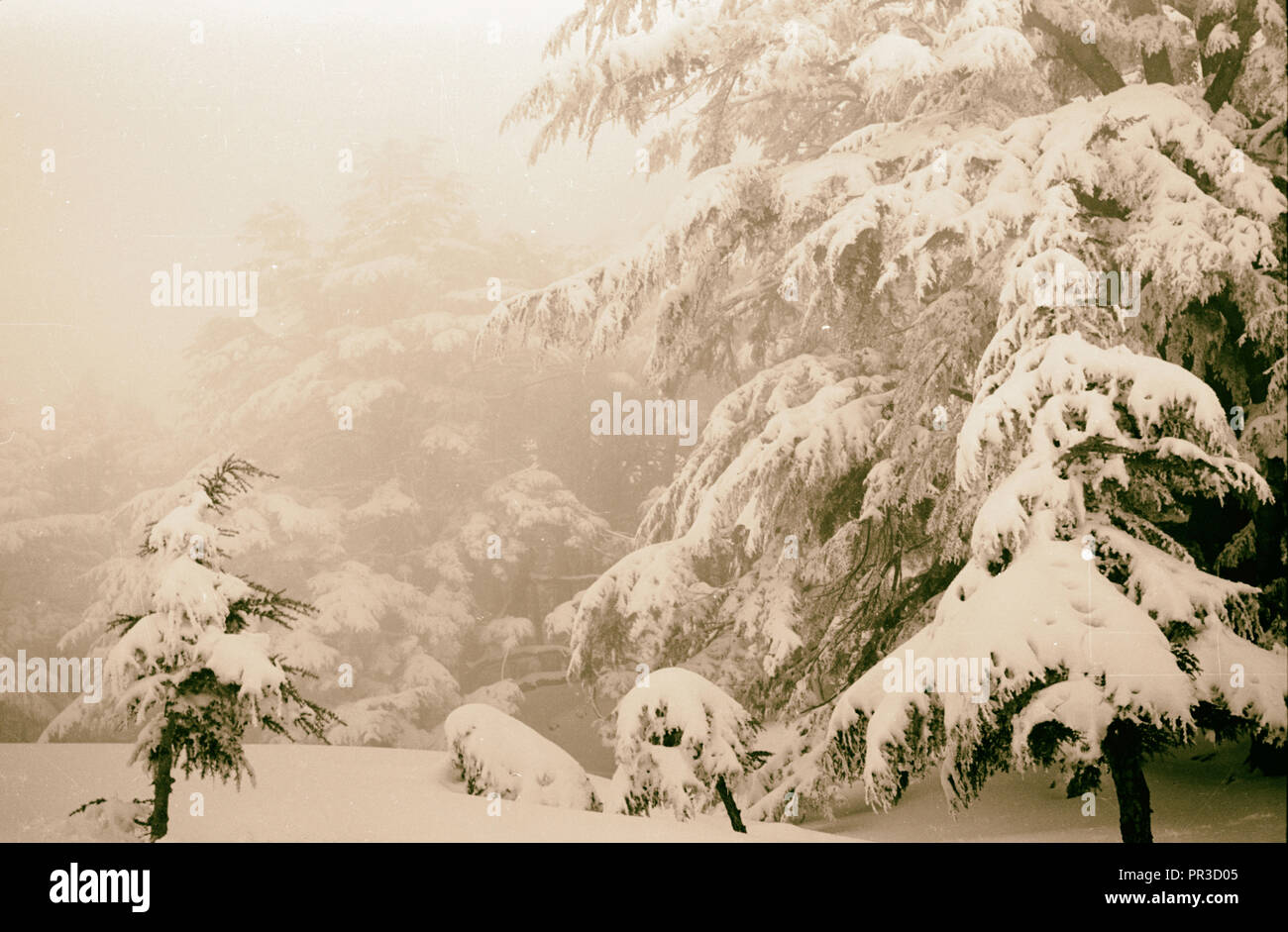 Cedars. Fog scene in the snowbound cedar grove. 1946, Lebanon Stock ...