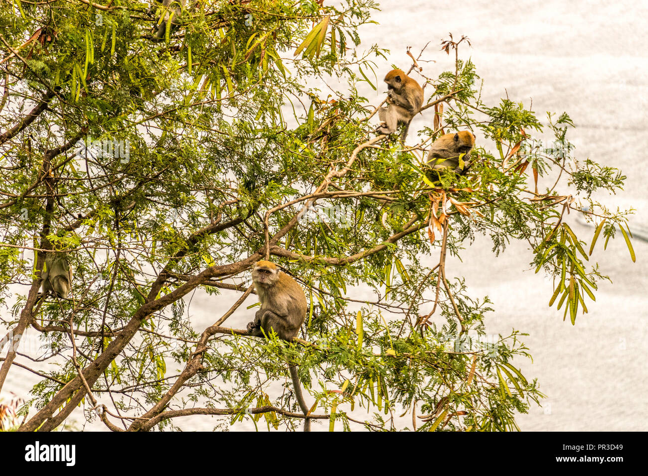 Monkey in trees trees next to Lake Toba Sumatra Indonesia Stock Photo ...