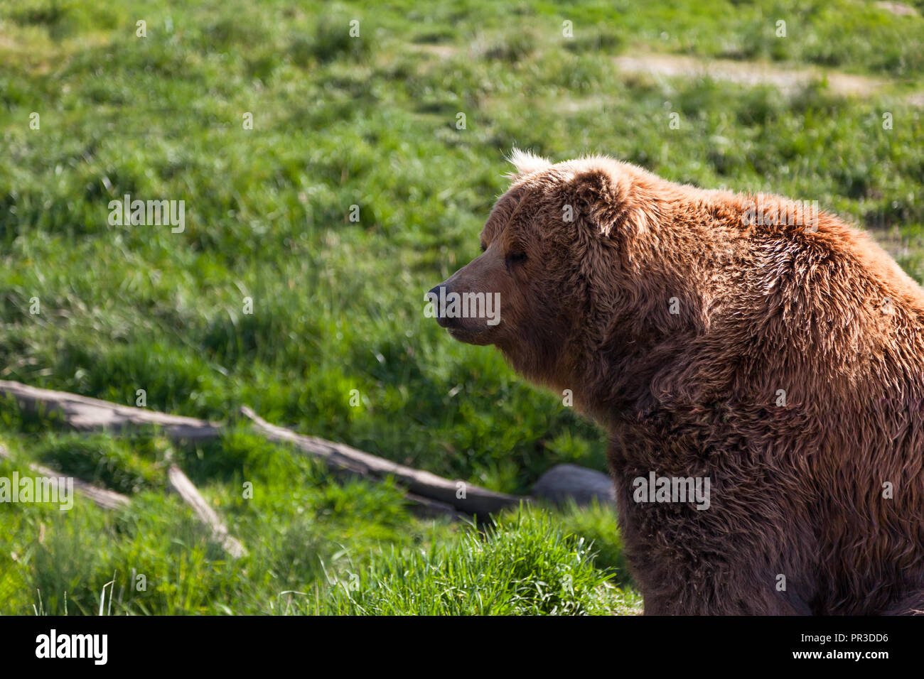 The profile of a large brown bear shitting in the afternoon sunshine ...