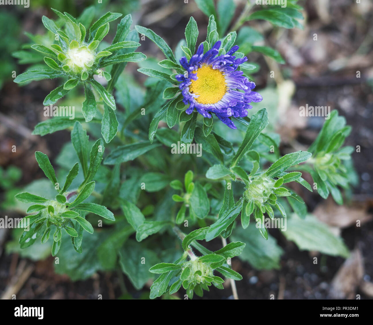 Cascadia oregon hi-res stock photography and images - Alamy