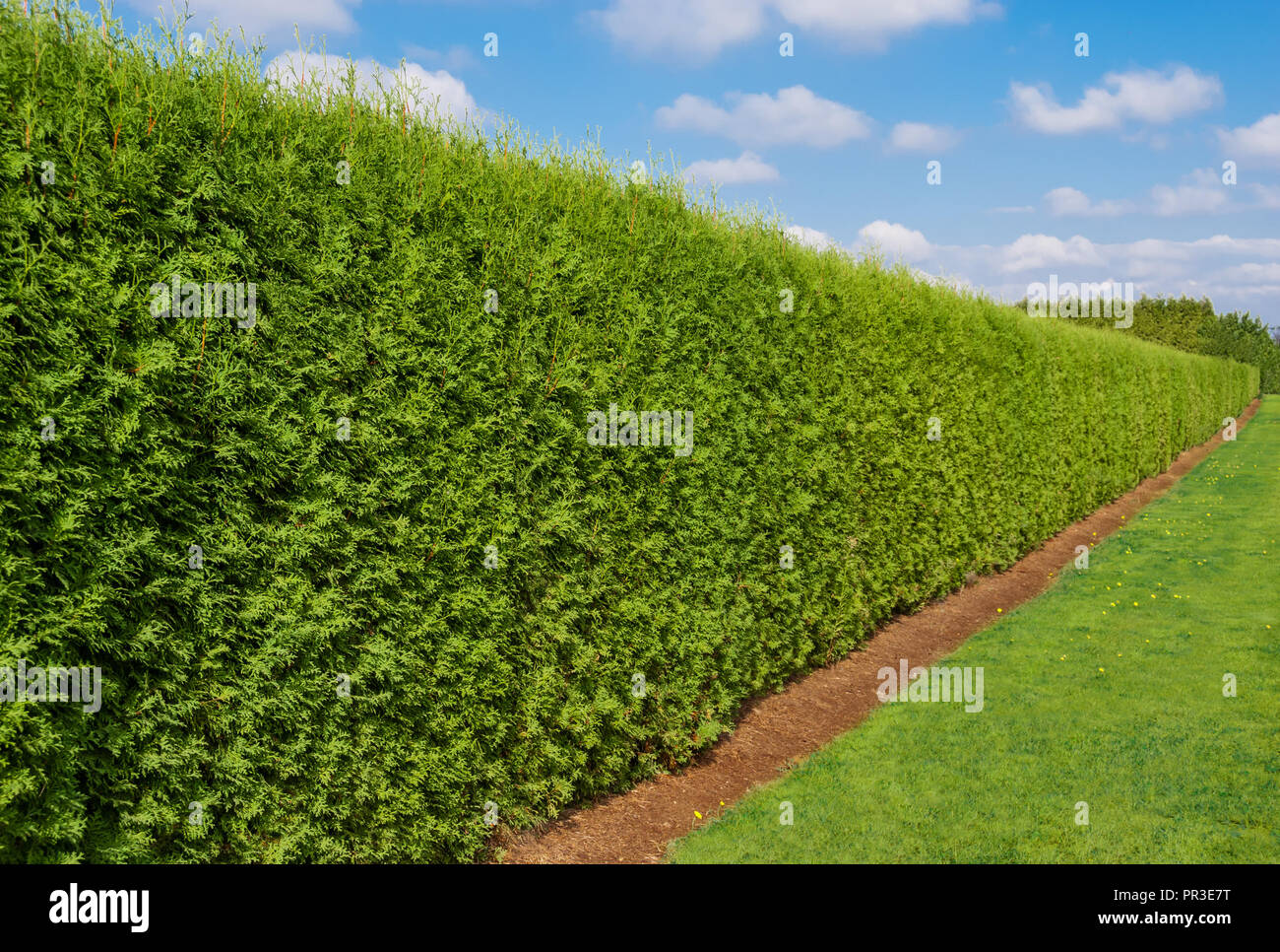 Green long hedge with a lawn and blue sky background Stock Photo - Alamy