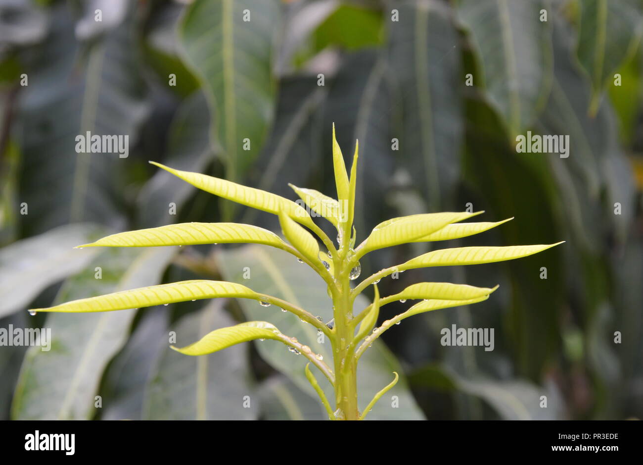 Mango buds hi-res stock photography and images - Alamy